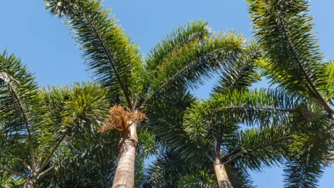 Types Of Palm Trees In Australia