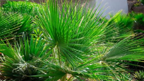 Types Of Palm Trees In Australia
