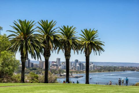 Types Of Palm Trees In Australia