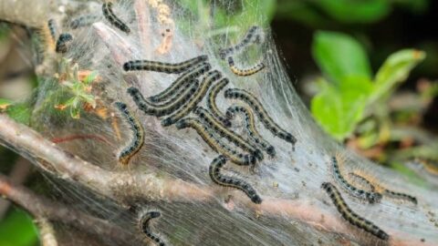 How To Get Rid Of Caterpillars In Your Garden