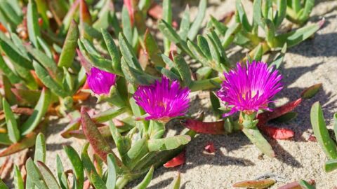 The Ultimate Guide: Types Of Succulents In Australia