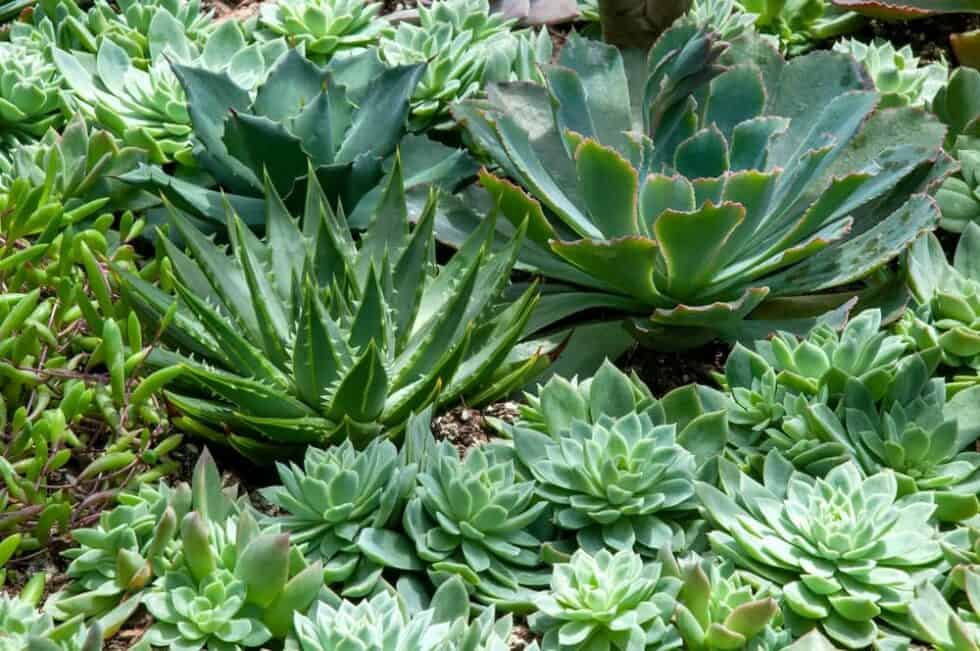 The Ultimate Guide: Types Of Succulents In Australia