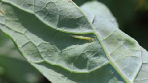 The Complete List Of Australian Caterpillars