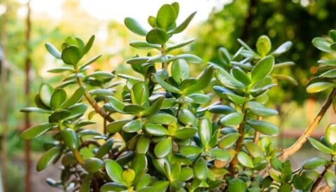 The Ultimate Guide: Types Of Succulents In Australia