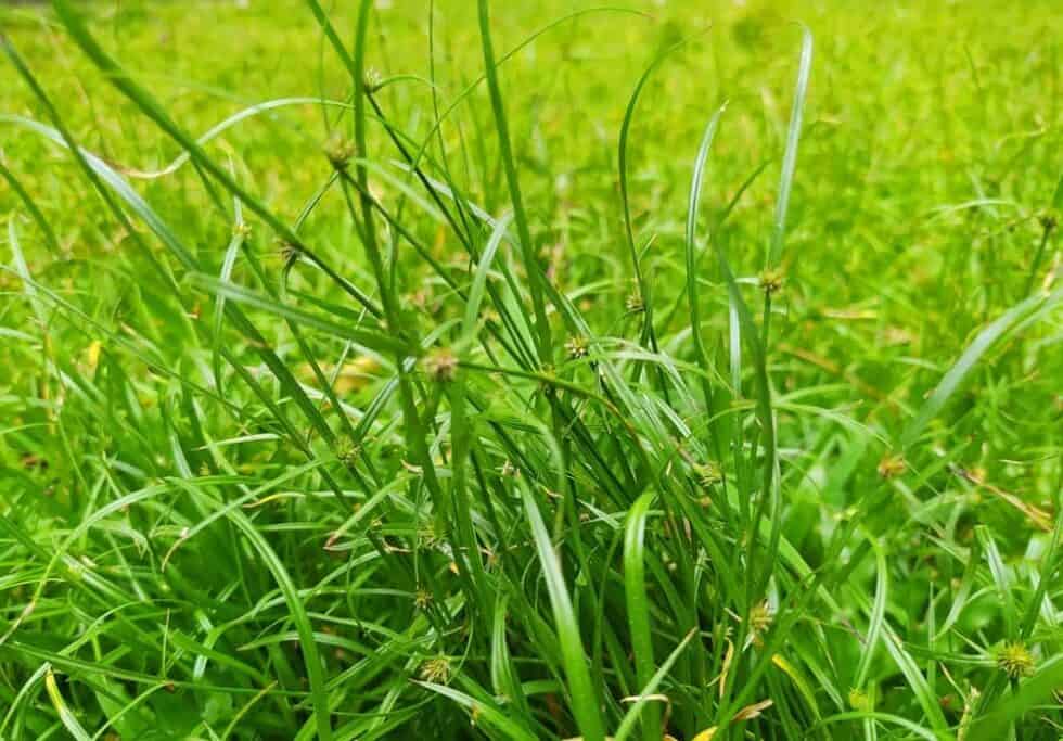 How To Kill Nutgrass