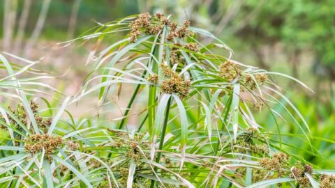 The Best Time To Weed And Feed Your Lawn In Australia