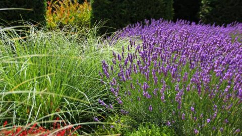 Lavender Companion Plants In Australia