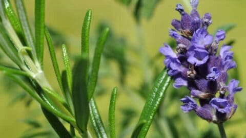 Lavender Companion Plants In Australia