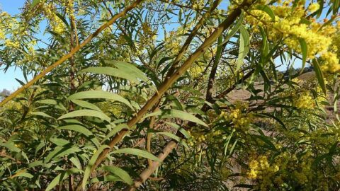 Australian Wattle Tree Varieties