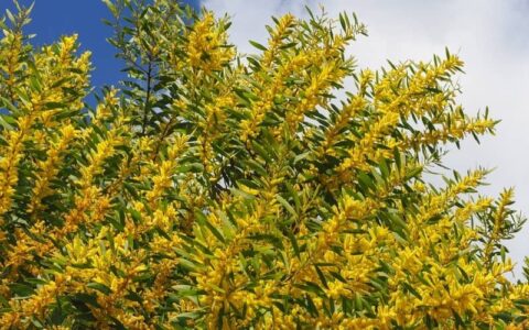 Australian Wattle Tree Varieties