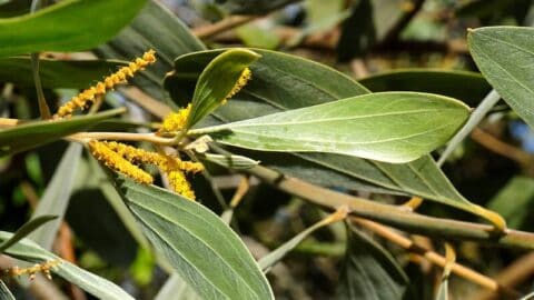 Australian Wattle Tree Varieties