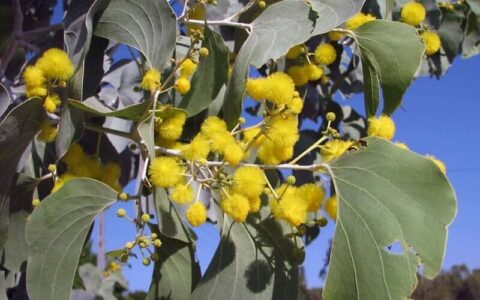 Australian Wattle Tree Varieties