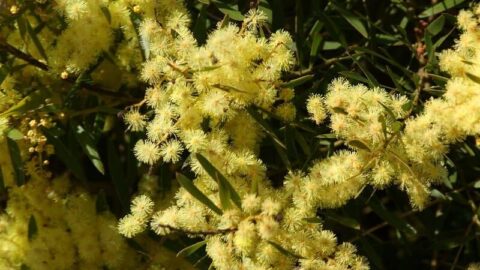 Australian Wattle Tree Varieties