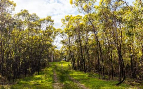 Australian Wattle Tree Varieties