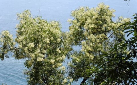 Australian Wattle Tree Varieties