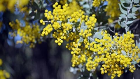 Australian Wattle Tree Varieties