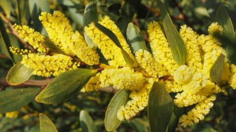 Australian Wattle Tree Varieties