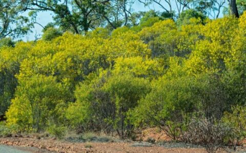 How To Grow Wattle In Australia
