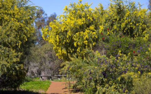 How To Grow Wattle In Australia