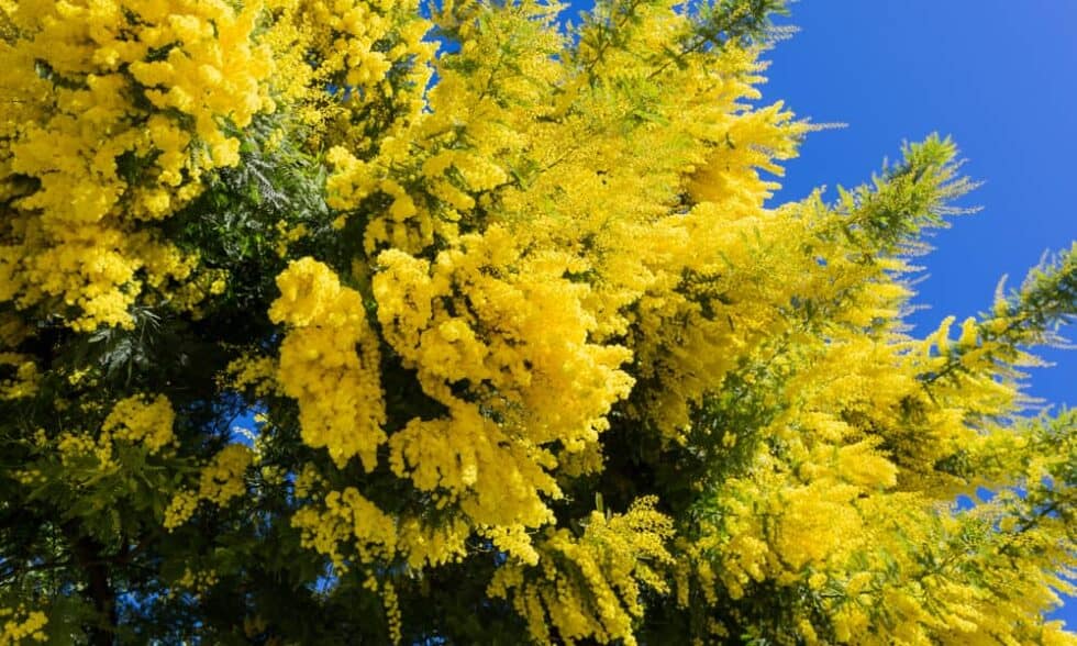 How To Grow Wattle In Australia