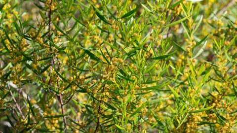 Australian Wattle Tree Varieties