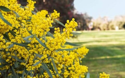 How To Grow Wattle In Australia