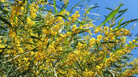 How To Grow Wattle In Australia