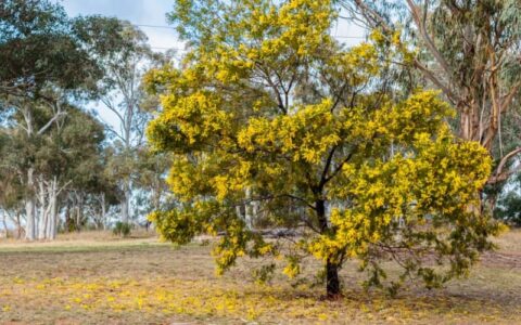 How To Grow Wattle In Australia