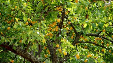 Apricot Tree Varieties In Australia