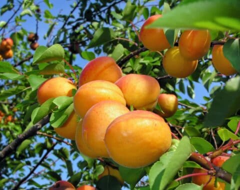 Apricot Tree Varieties In Australia