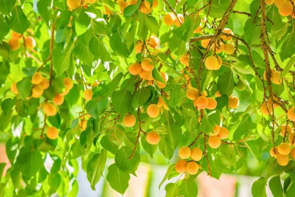 How To Grow An Apricot Tree In Australia