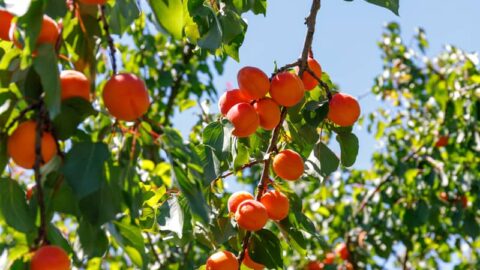 Apricot Tree Varieties In Australia