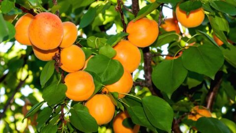 Apricot Tree Varieties In Australia