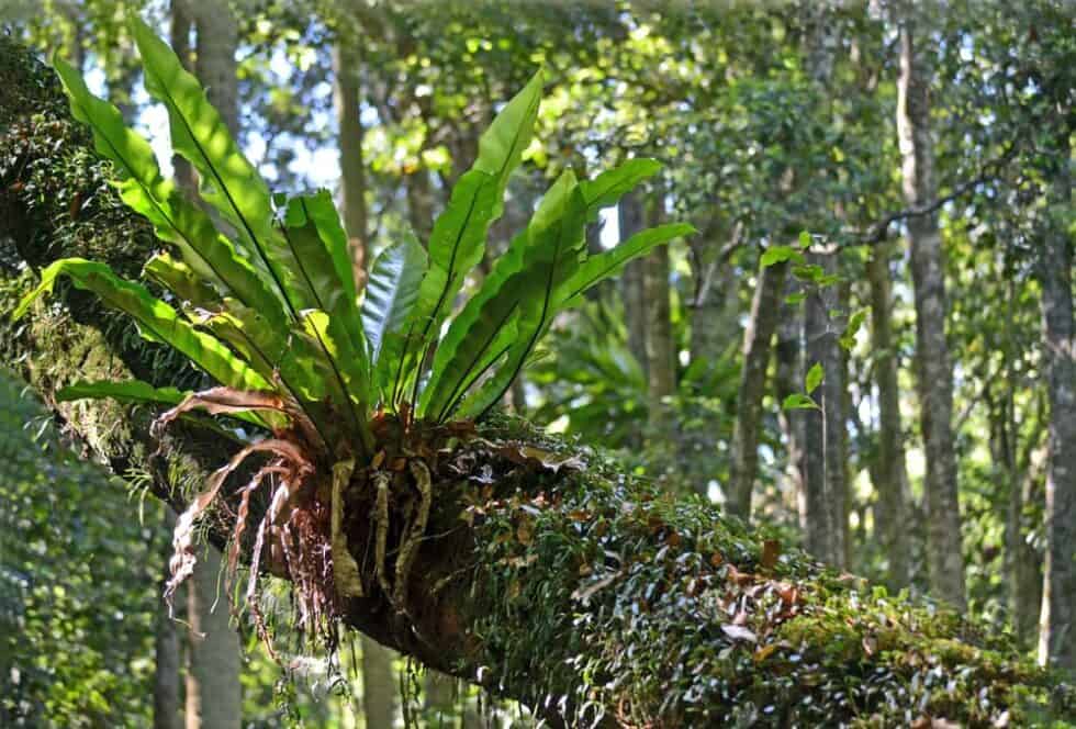 Best Native Australian Plants For Dry, Shady Areas
