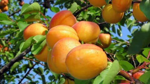 Apricot Tree Varieties In Australia