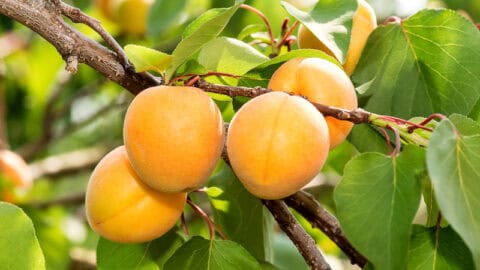 Apricot Tree Varieties In Australia