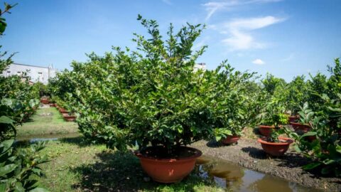 How To Grow An Apricot Tree In Australia