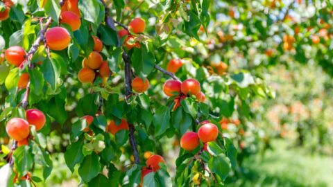 Apricot Tree Varieties In Australia
