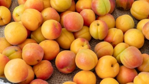Apricot Tree Varieties In Australia