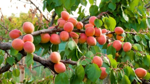 Apricot Tree Varieties In Australia