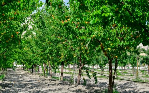 How To Grow An Apricot Tree In Australia