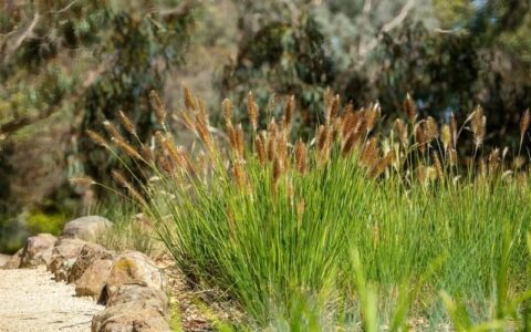 A Complete Guide To Australian Native Grasses