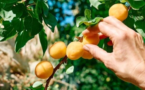 How To Grow An Apricot Tree In Australia