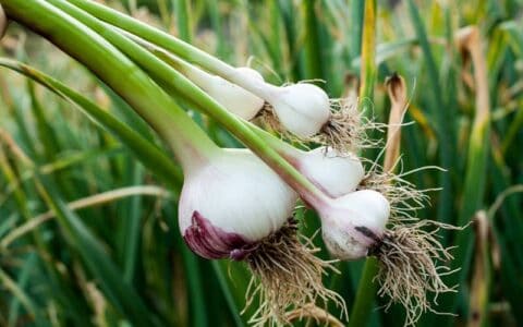 The Ultimate Guide To Garlic Varieties In Australia