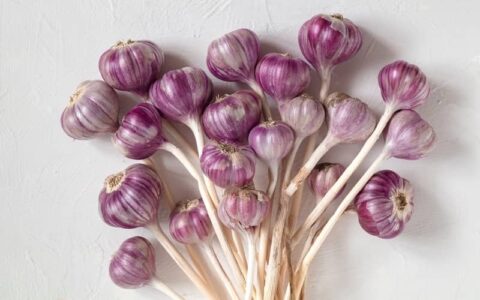The Ultimate Guide To Garlic Varieties In Australia