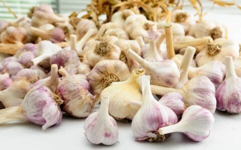 The Ultimate Guide To Garlic Varieties In Australia