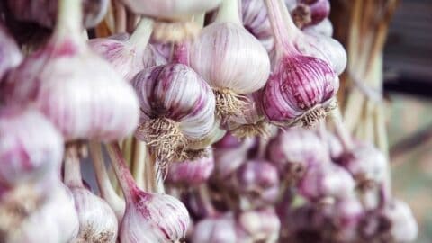 The Ultimate Guide To Garlic Varieties In Australia