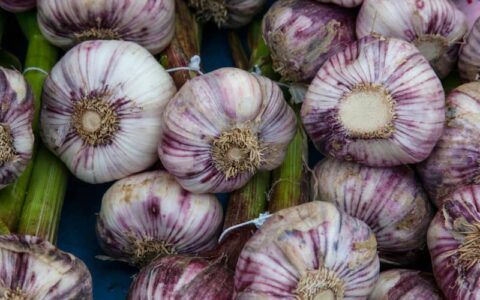 The Ultimate Guide To Garlic Varieties In Australia