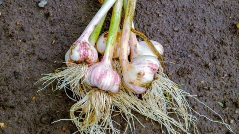 The Ultimate Guide To Garlic Varieties In Australia