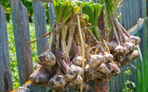The Ultimate Guide To Garlic Varieties In Australia